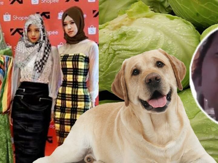Kumpulan Foto Lucu Bikin Ngakak | Lampunghits.com Kumpulan Foto Lucu Bikin Ngakak | Lampunghits.com