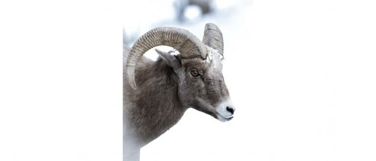 Oppo A Ram Smartphone Terbaik Dengan Performa Unggul Dan Harga Terjangkau Jalantikus