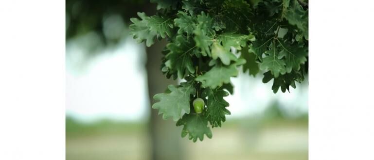 Simontok 185.63 l53 200 Bokeh Museum: A Comprehensive Review | JalanTikus